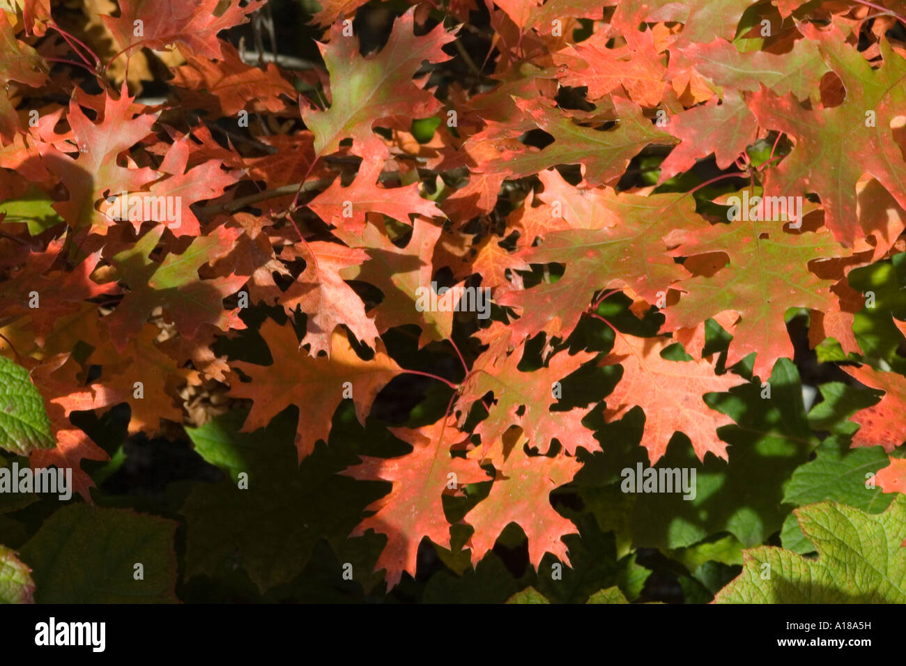 Russet oak leaves hi-res stock photography and images - Alamy