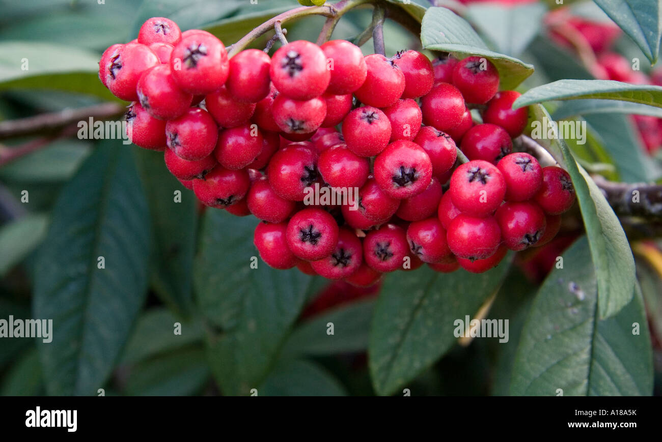 Cotoneaster lacteus hi-res stock photography and images - Alamy