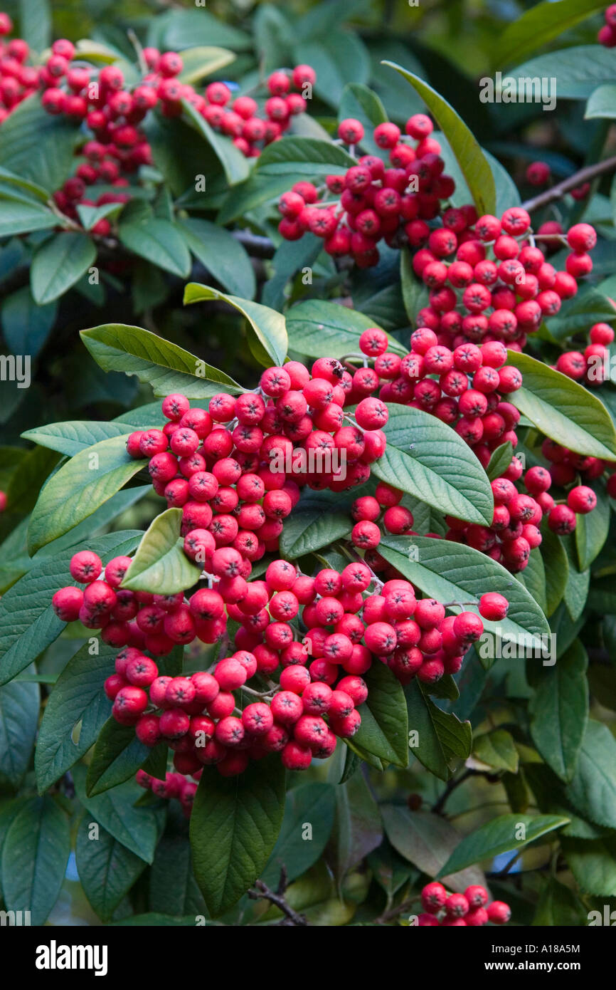 Cotoneaster Lacteus High Resolution Stock Photography and Images - Alamy