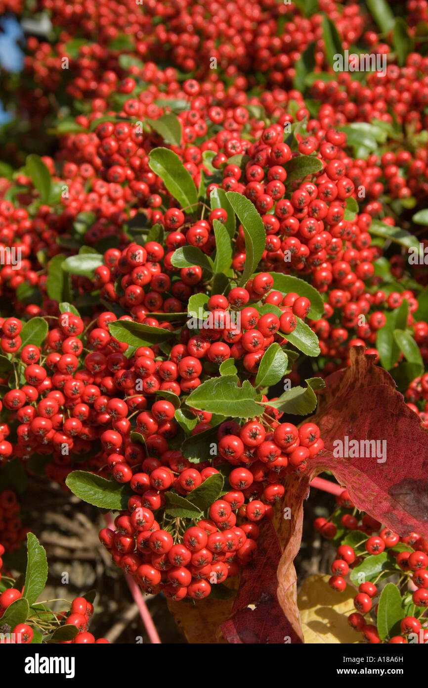 Climbing pyracantha hi-res stock photography and images - Alamy