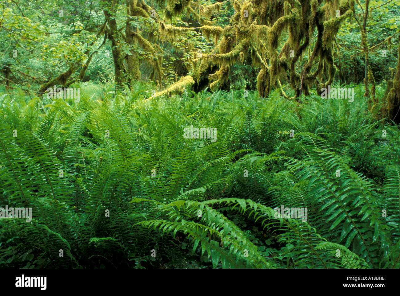 Hoh Rainforest Olympic National Park Rainforests Ferns and moss ...