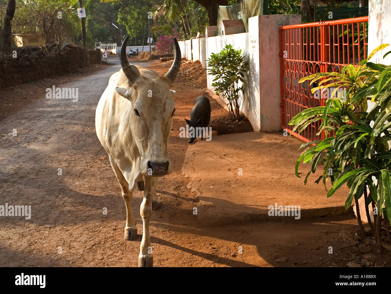 A cow (and a pig) wander the streets enjoying the early morning calm ...