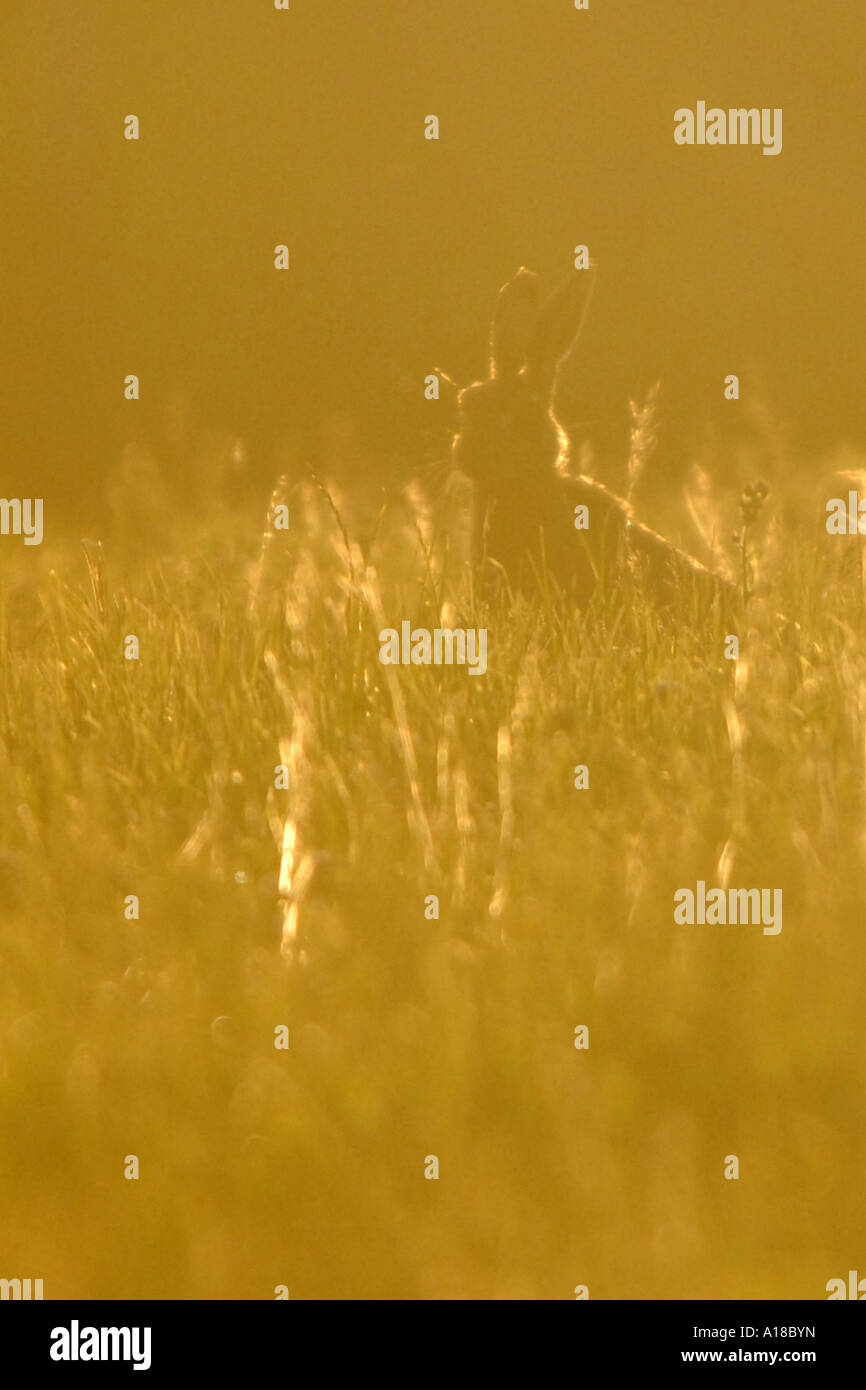 Hare back hi-res stock photography and images - Alamy