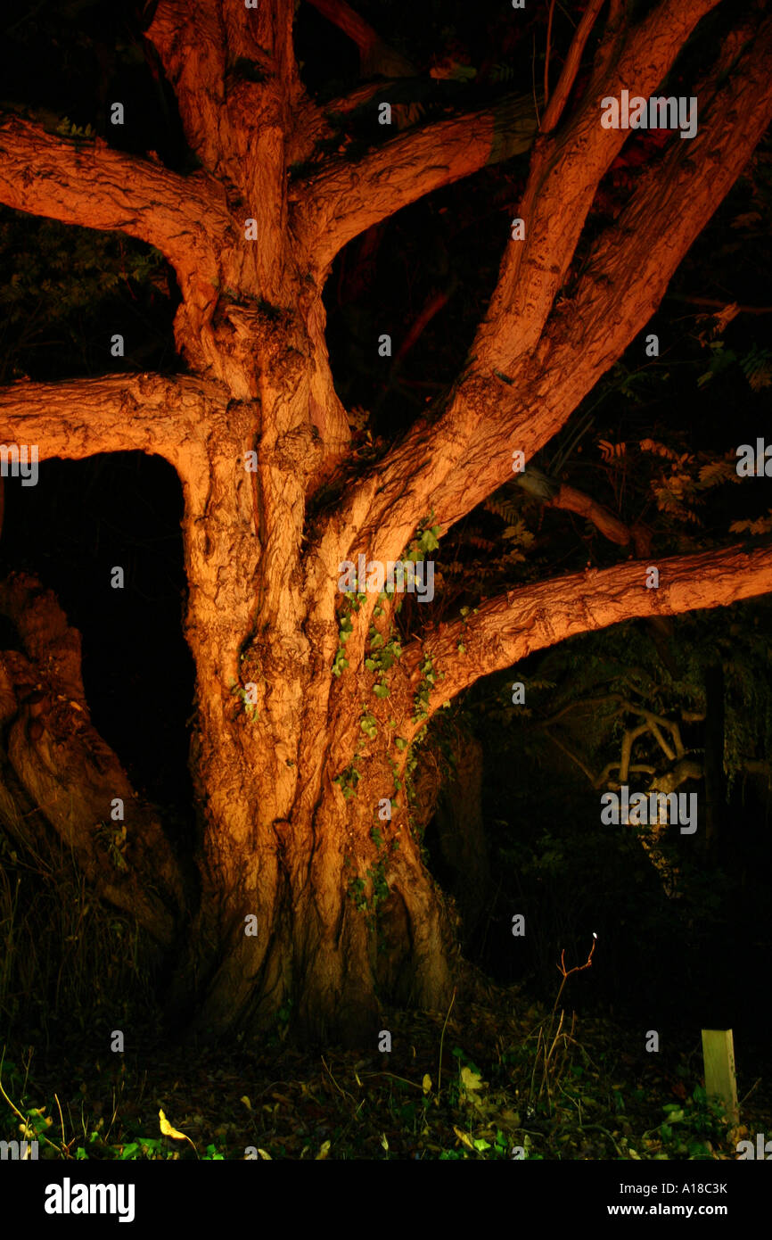 bare, deep grooved bark, tree at night lit by an orange light source ...