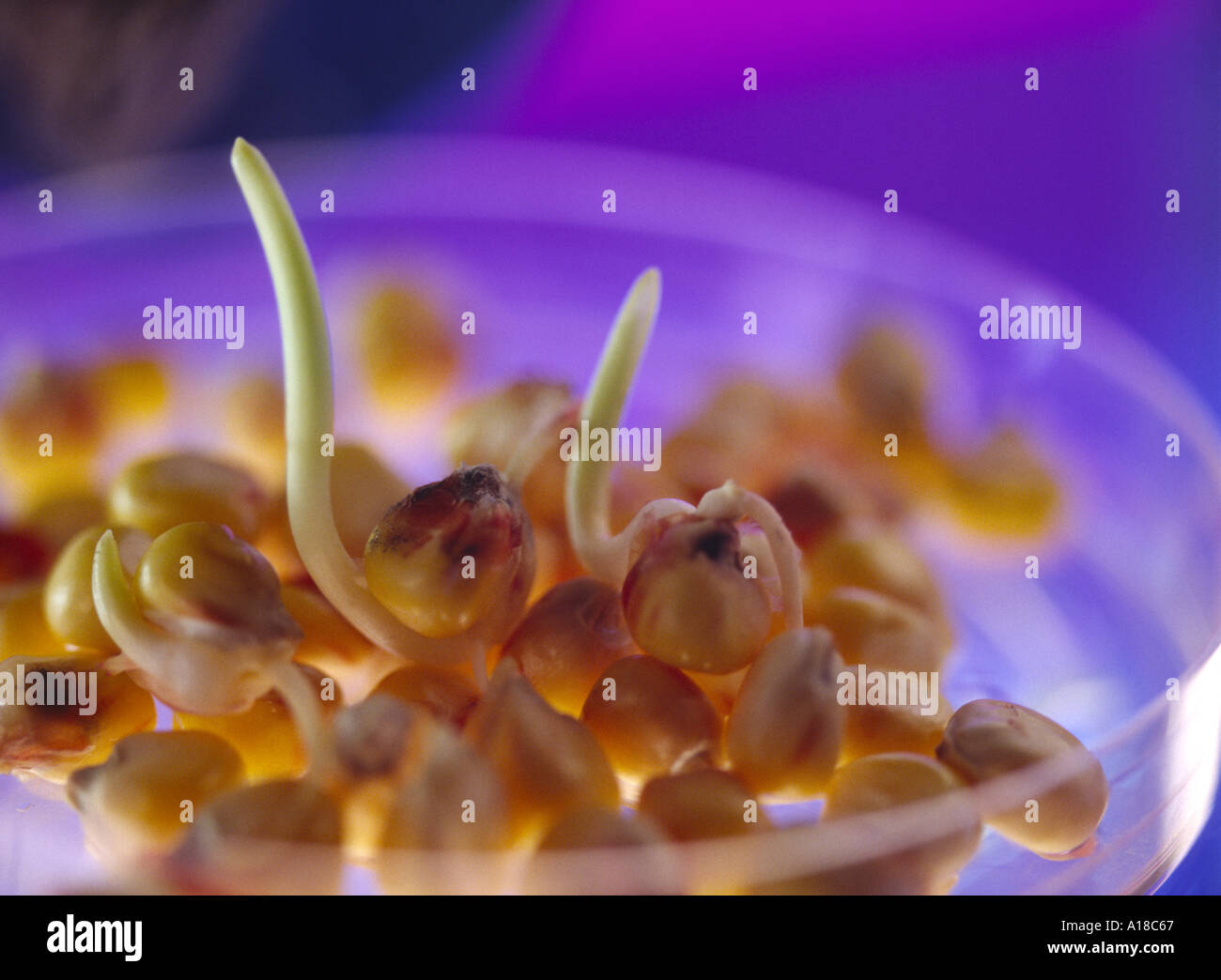 Poison maize hi-res stock photography and images - Alamy