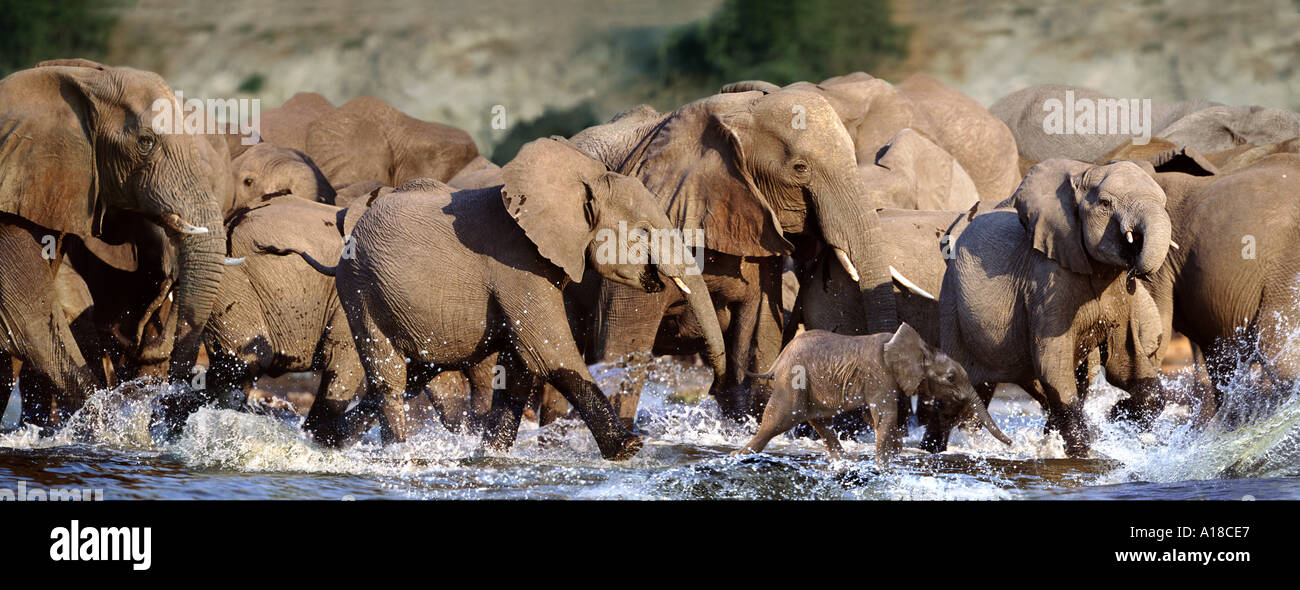 Elephants running in water Chobe Botswana Stock Photo - Alamy