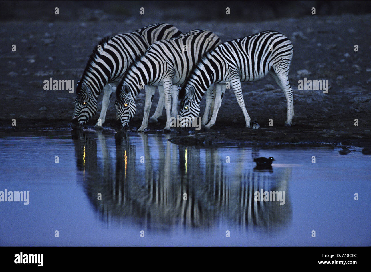 Night time animals hi-res stock photography and images - Alamy
