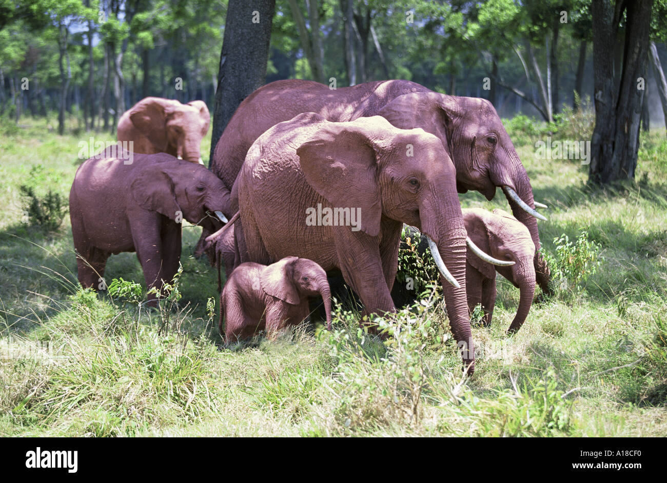 Photographs of elephants hi-res stock photography and images - Alamy