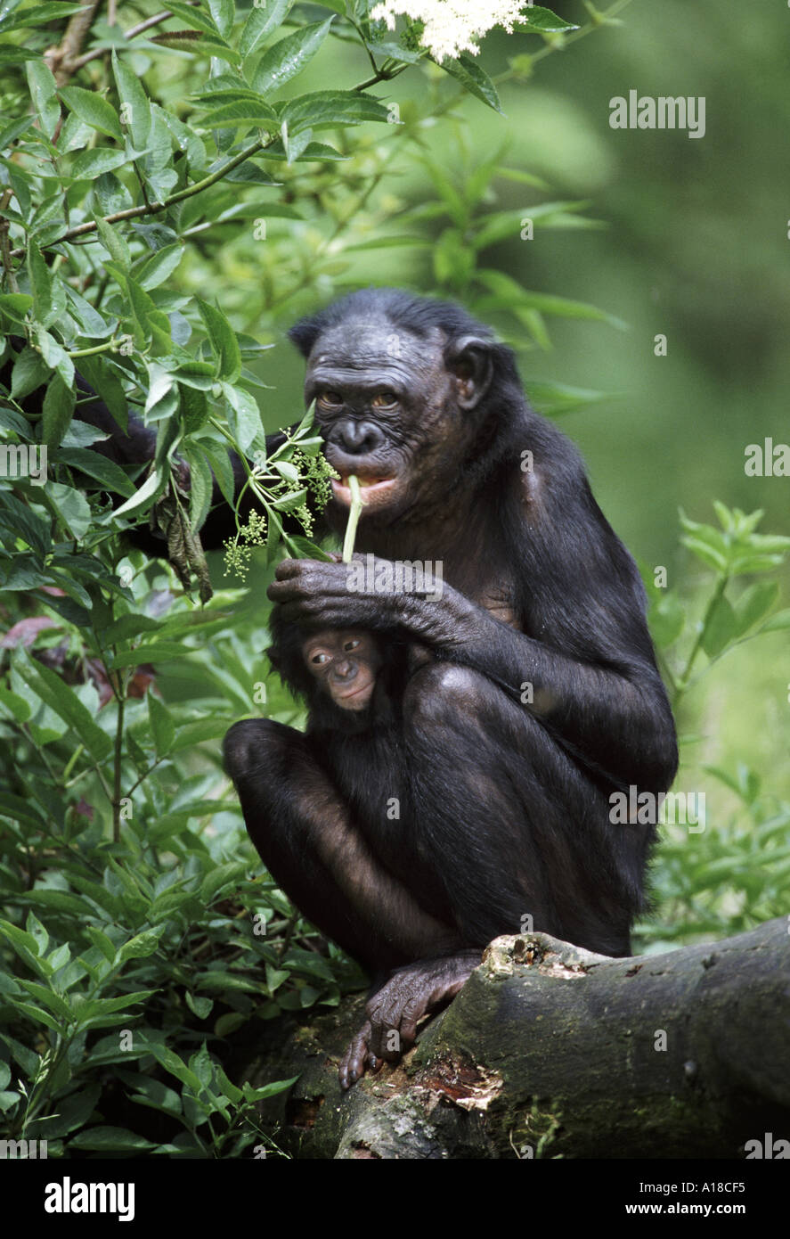 Young bonobos hi-res stock photography and images - Alamy