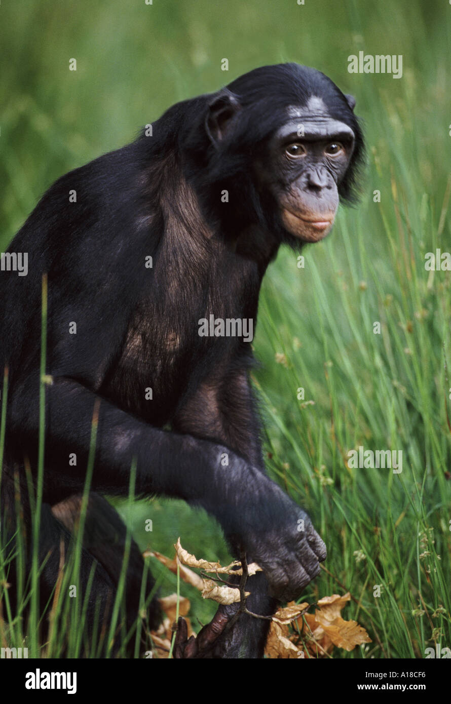 Bonobo standing hi-res stock photography and images - Alamy