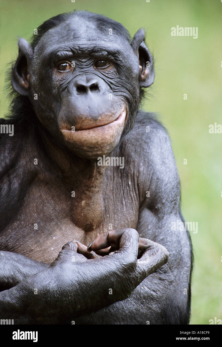 Bonobo communication hi-res stock photography and images - Alamy