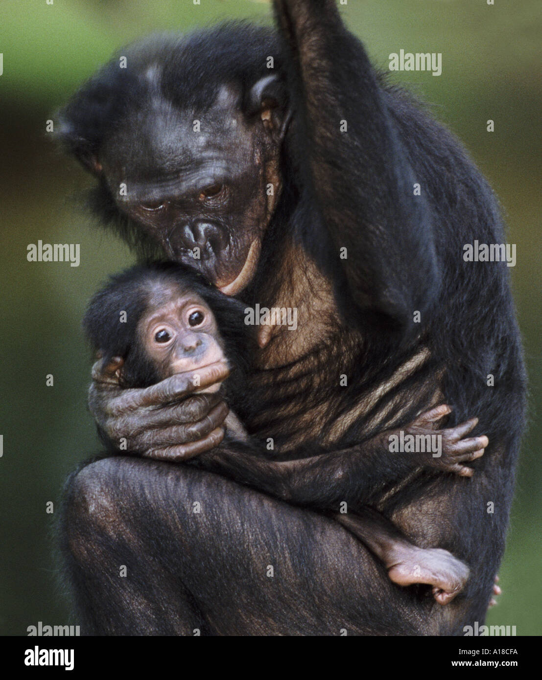 Mother and baby bonobo Stock Photo - Alamy