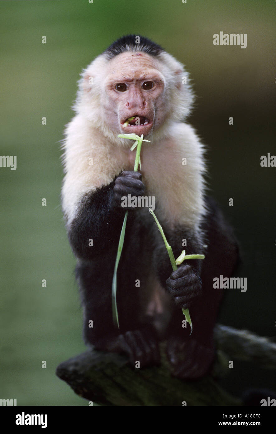 Capuchin black hi-res stock photography and images - Alamy
