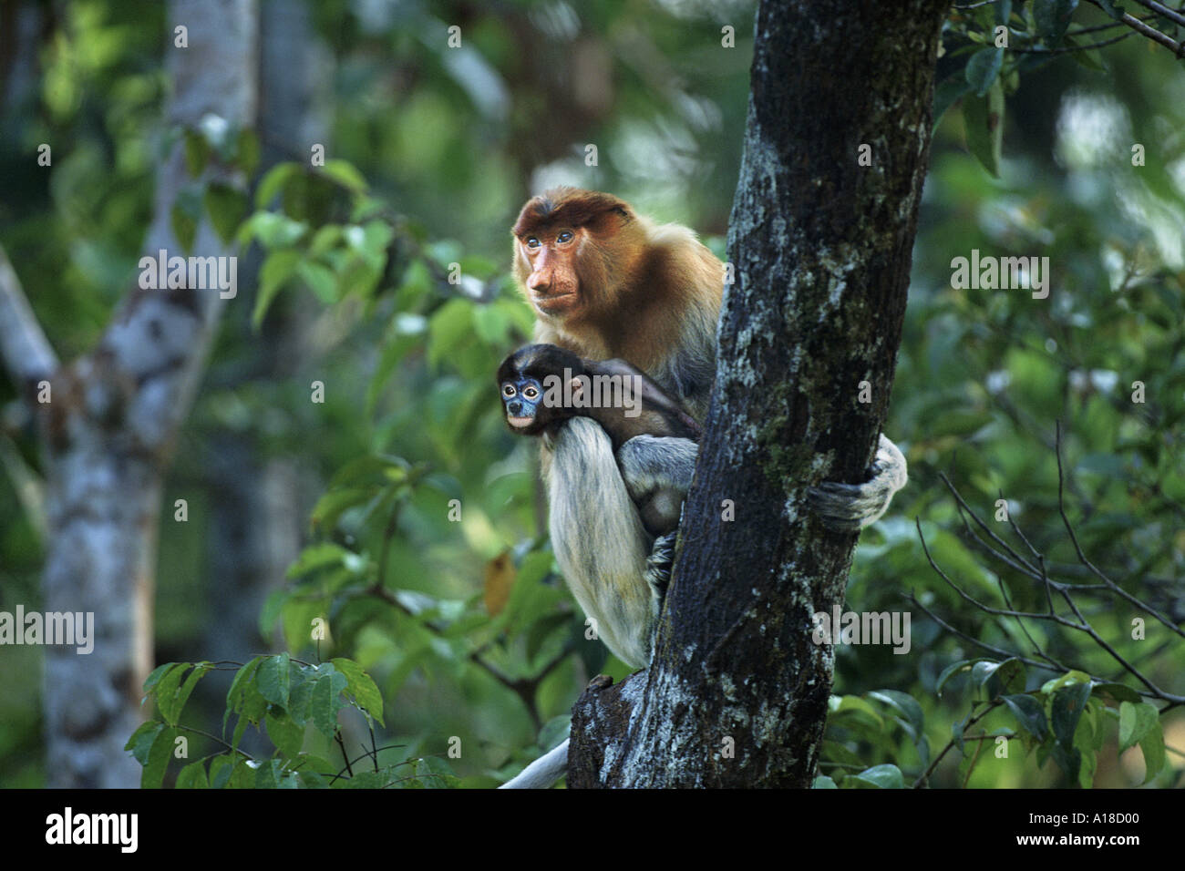 Female proboscis monkey and baby Borneo Stock Photo - Alamy