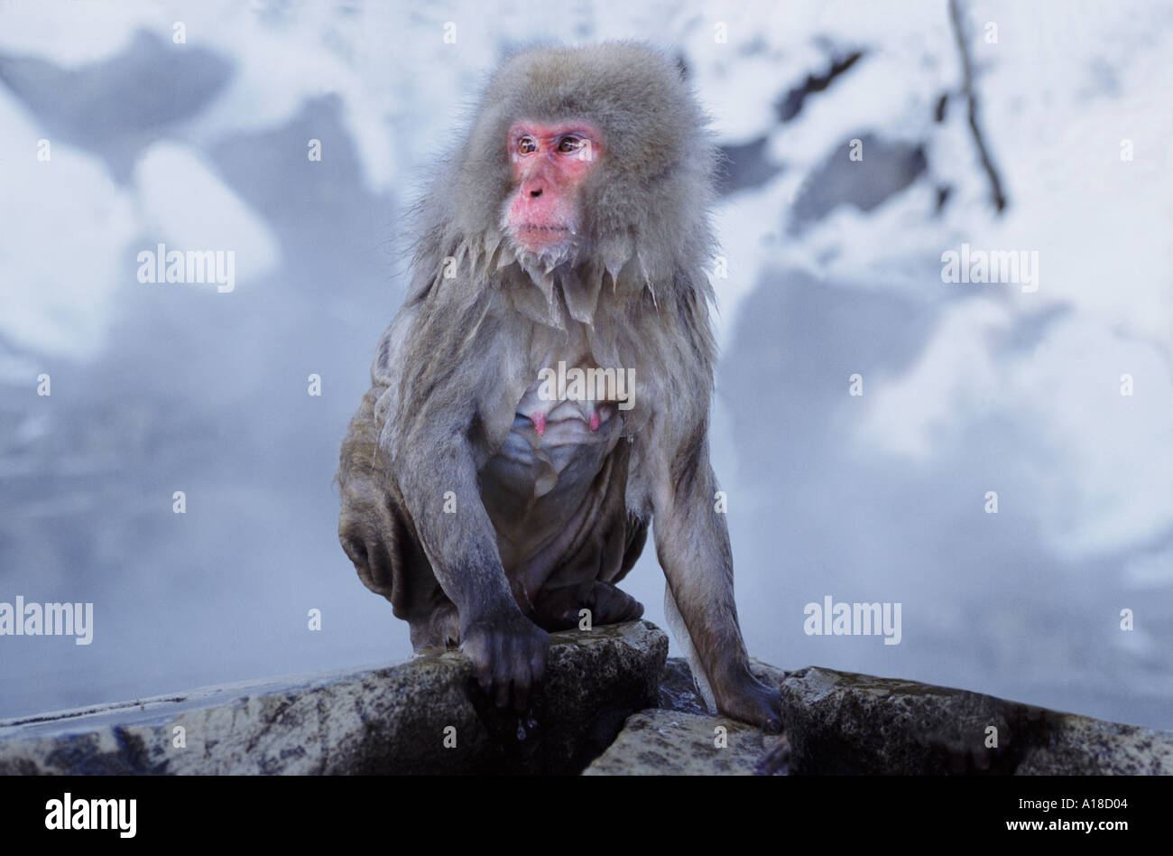 Snow monkey wet from swimming in the hot springs Jigokudani National ...