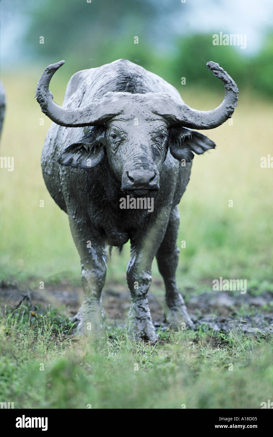 African buffalo covered with mud Queen Elizabeth Park Uganda Stock ...