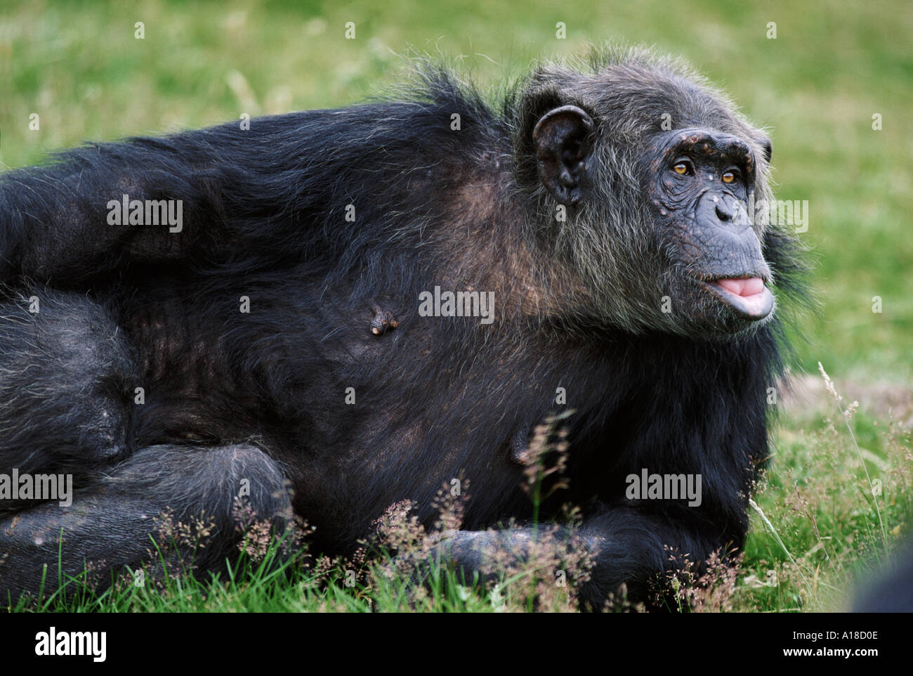 Chimpanzee Pan Troglodytes Male High Resolution Stock Photography and ...