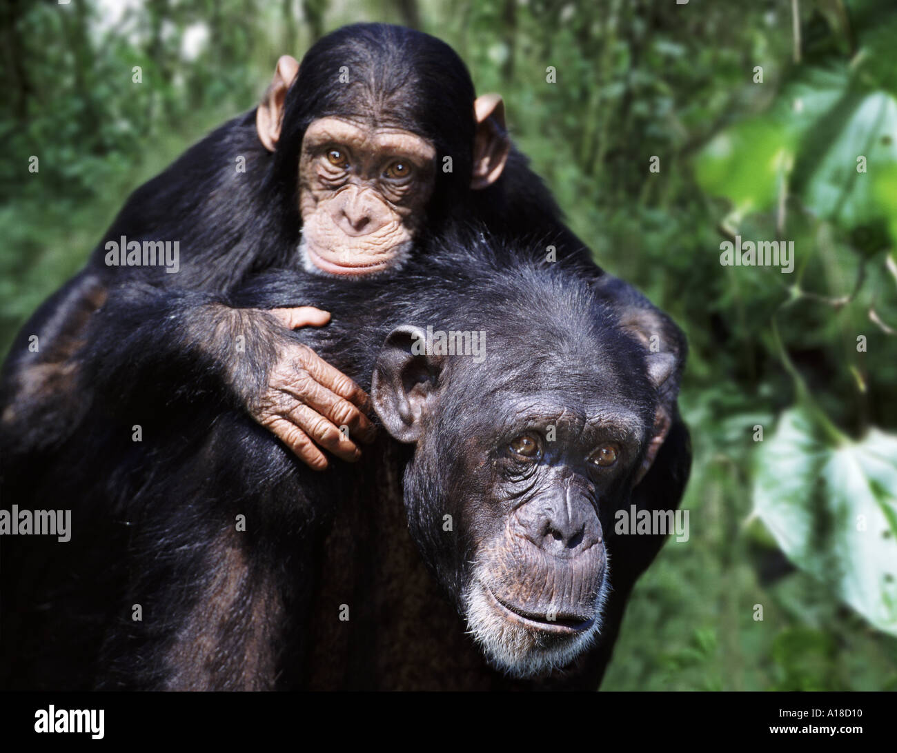 Chimpanzee mother and young Stock Photo - Alamy