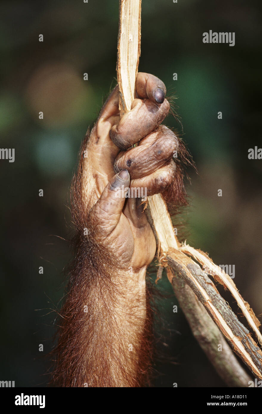 Orangutan fingers hi-res stock photography and images - Alamy