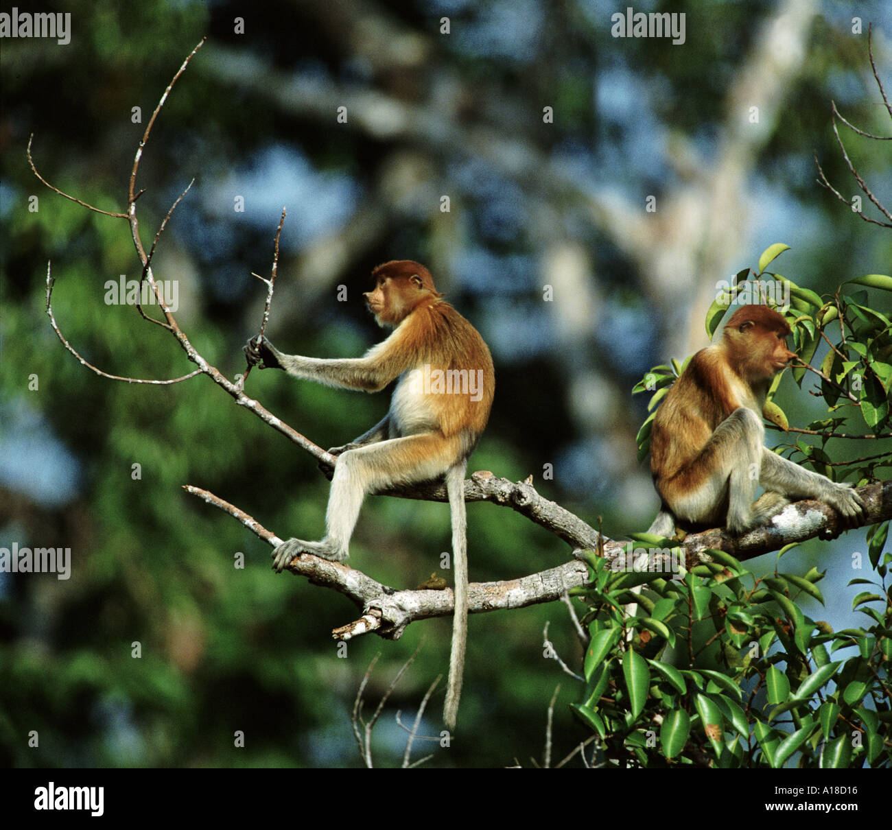 Proboscis monkeys in tree Borneo Stock Photo - Alamy
