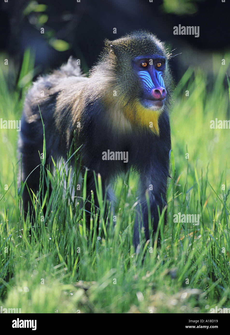 Male mandrill Africa Stock Photo - Alamy