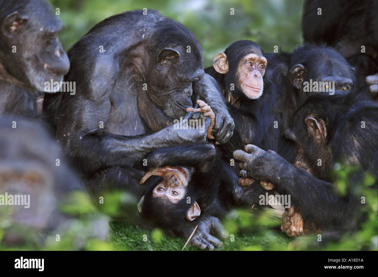 Chimps grooming hi-res stock photography and images - Alamy