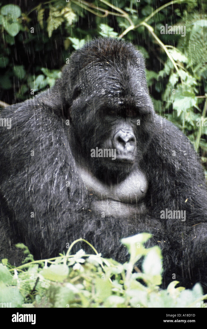 Silverback mountain gorilla Rwanda Photographer Sjaak van den ...