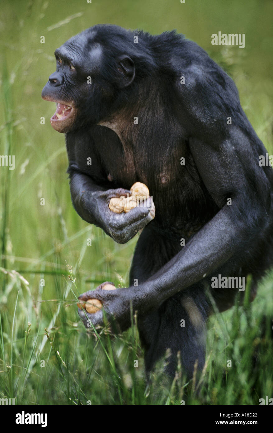 Bonobo standing hi-res stock photography and images - Alamy