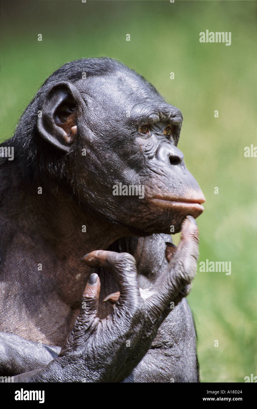 Bonobo chimpanzees hi-res stock photography and images - Alamy