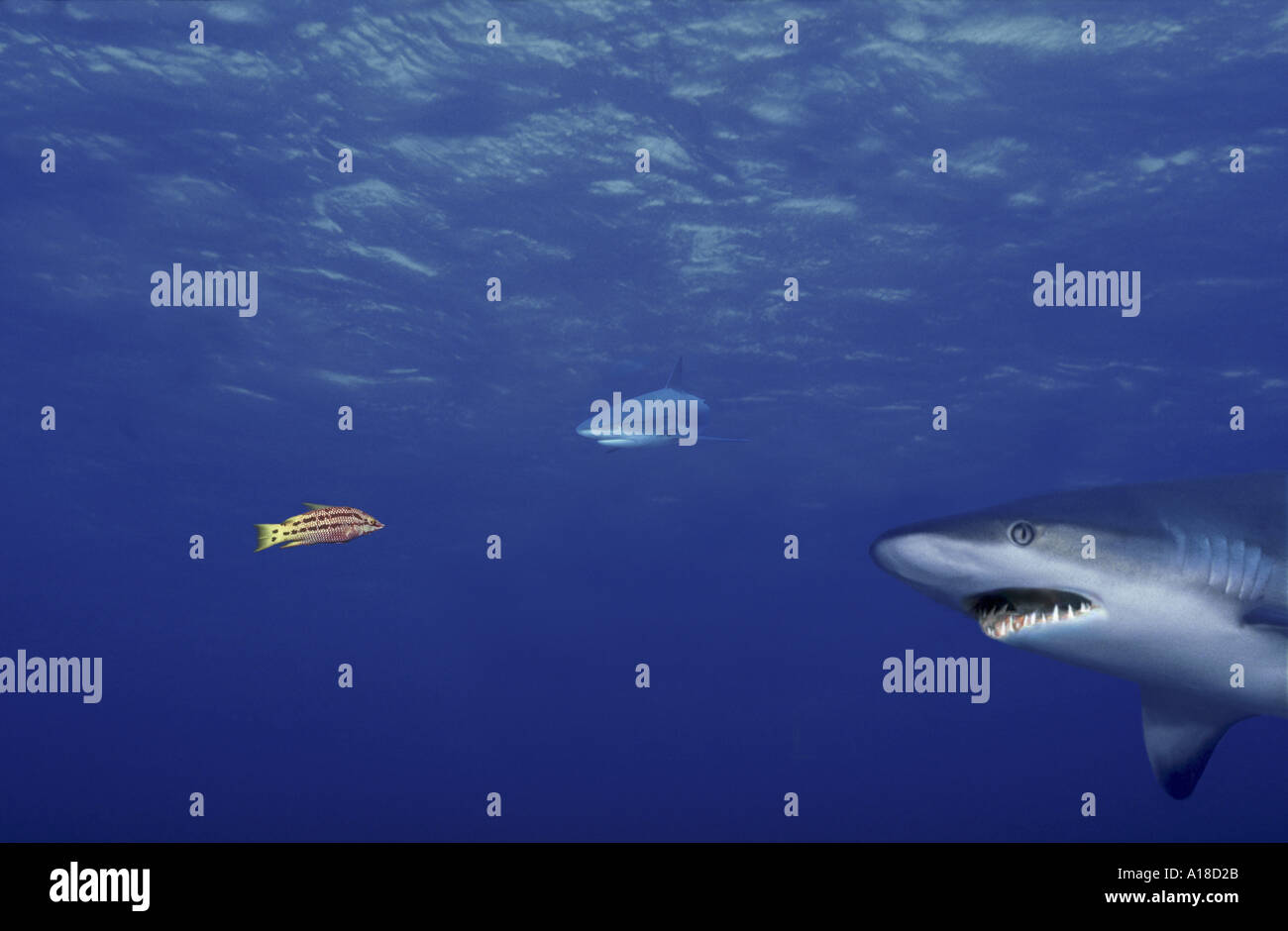 Shark and goldfish Stock Photo - Alamy