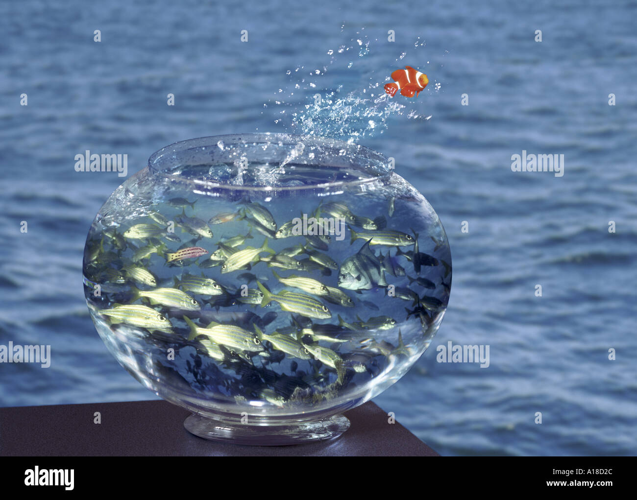 Fish guts hi-res stock photography and images - Alamy