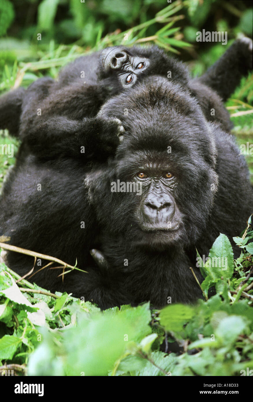 Mountain gorilla mother and baby Mgahinga National Park Uganda Stock ...