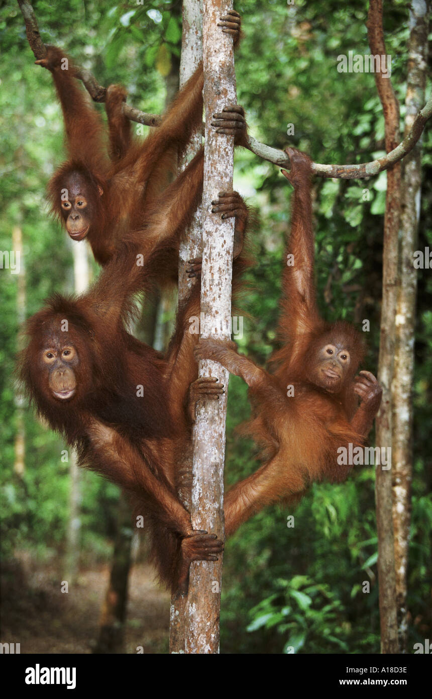 Three juvenile orangutans Tanjung Puting Borneo Stock Photo - Alamy