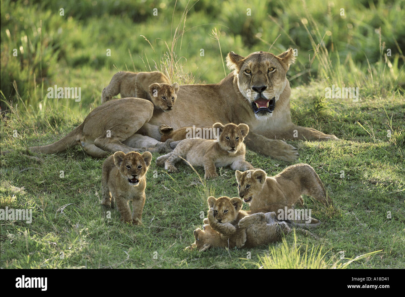 Lioness and cubs Masai Mara Kenya Stock Photo - Alamy