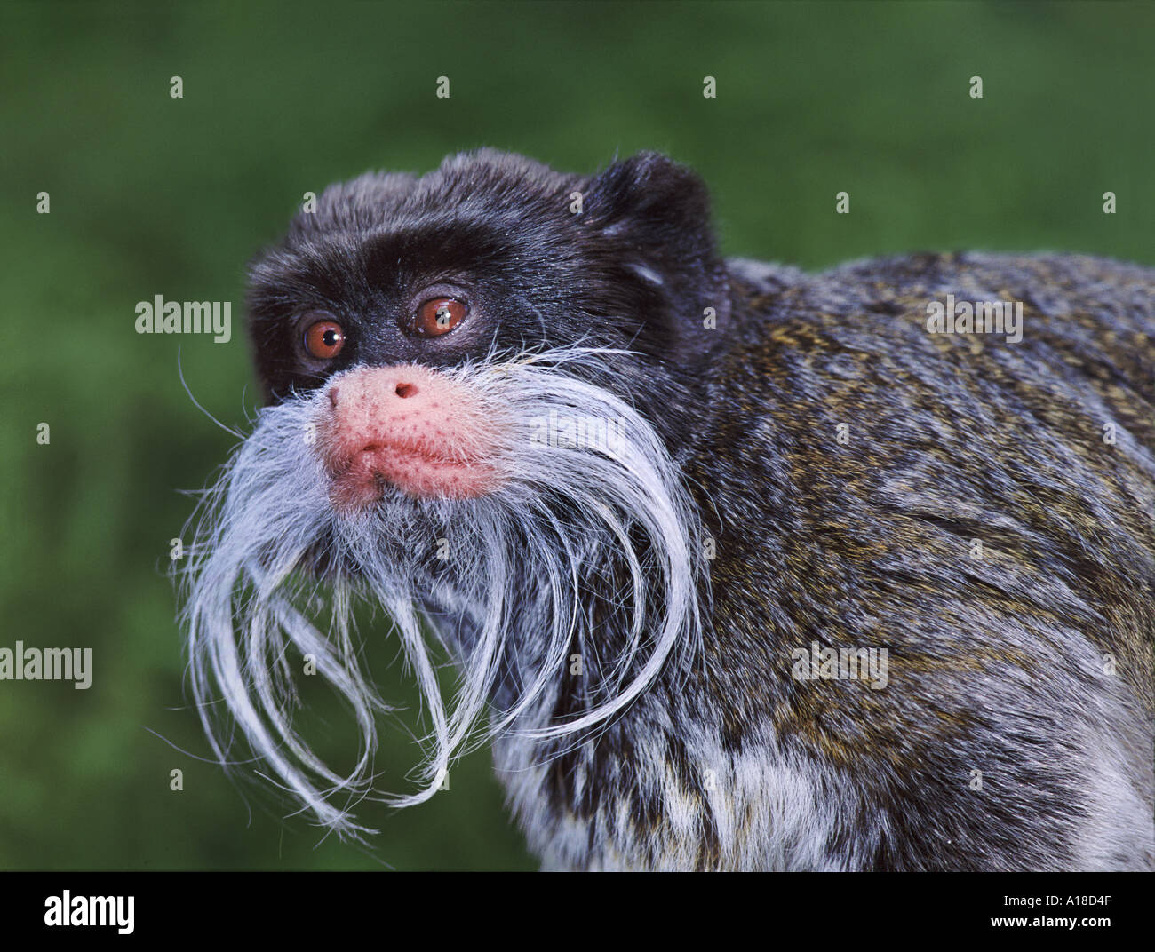 Tamarin anatomy hi-res stock photography and images - Alamy