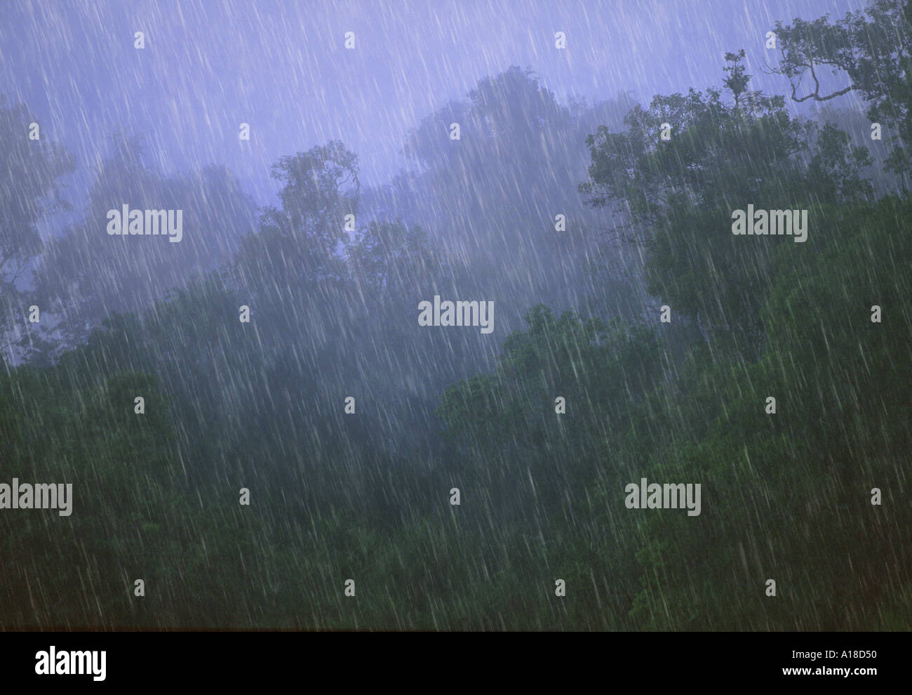 Tropical monsoon forest hi-res stock photography and images - Alamy