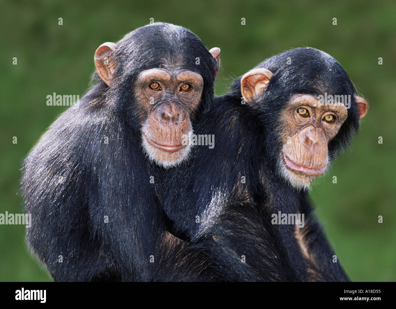 Chimps playing hi-res stock photography and images - Alamy