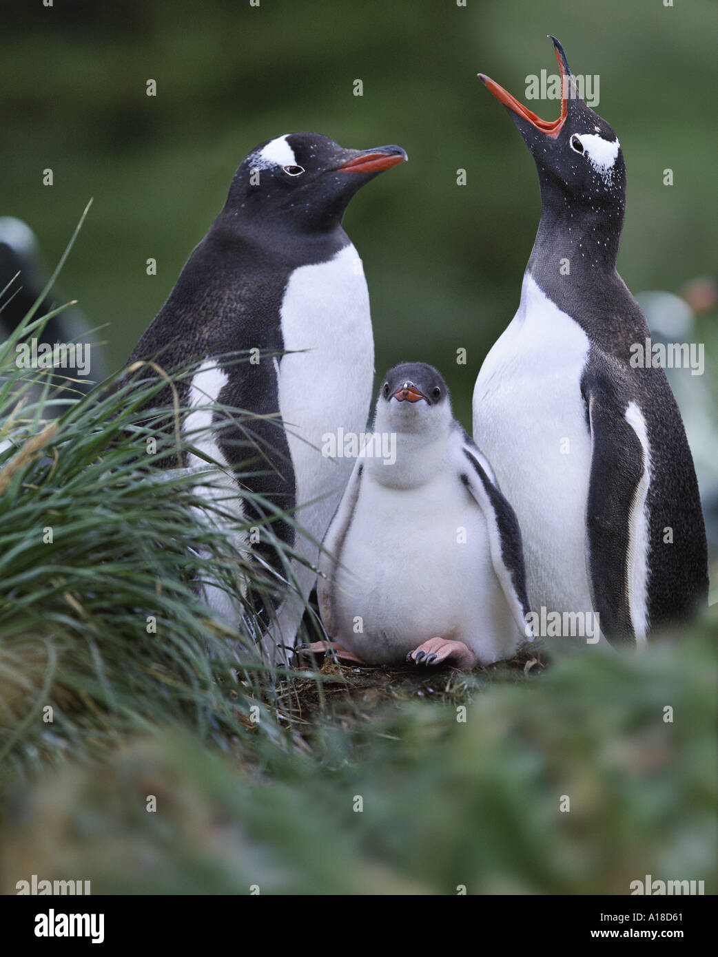 Gentoo Penguin parents and chick South Georgia Island Stock Photo - Alamy