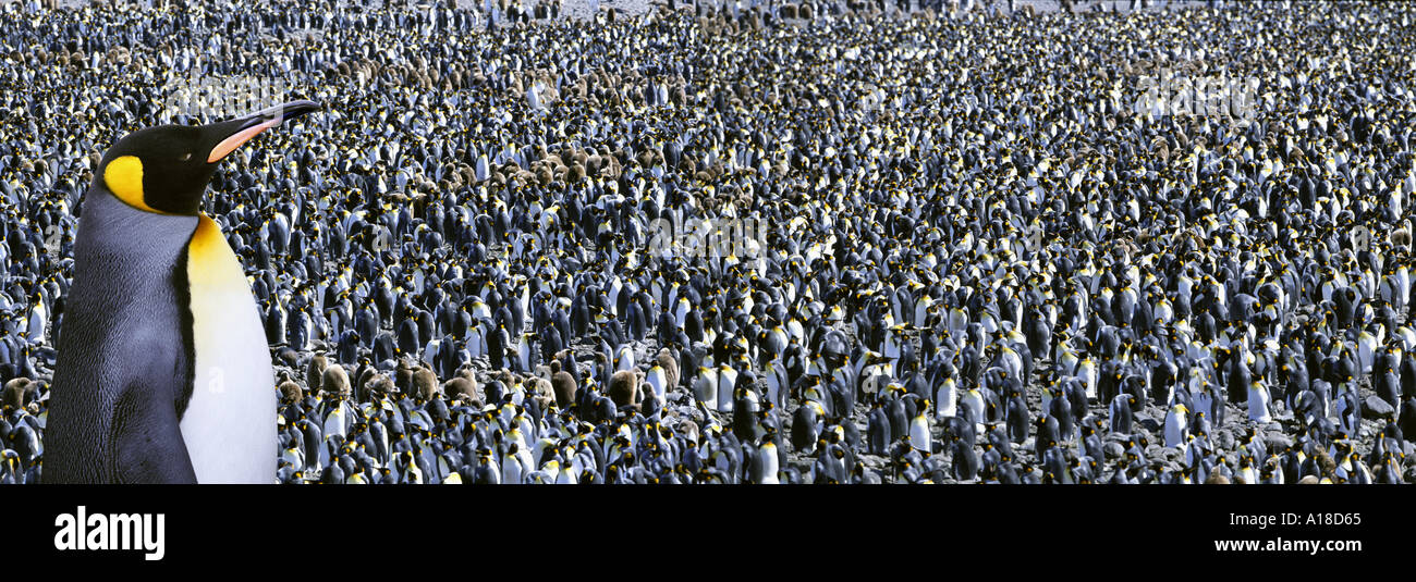 Mass of king penguins hi-res stock photography and images - Alamy
