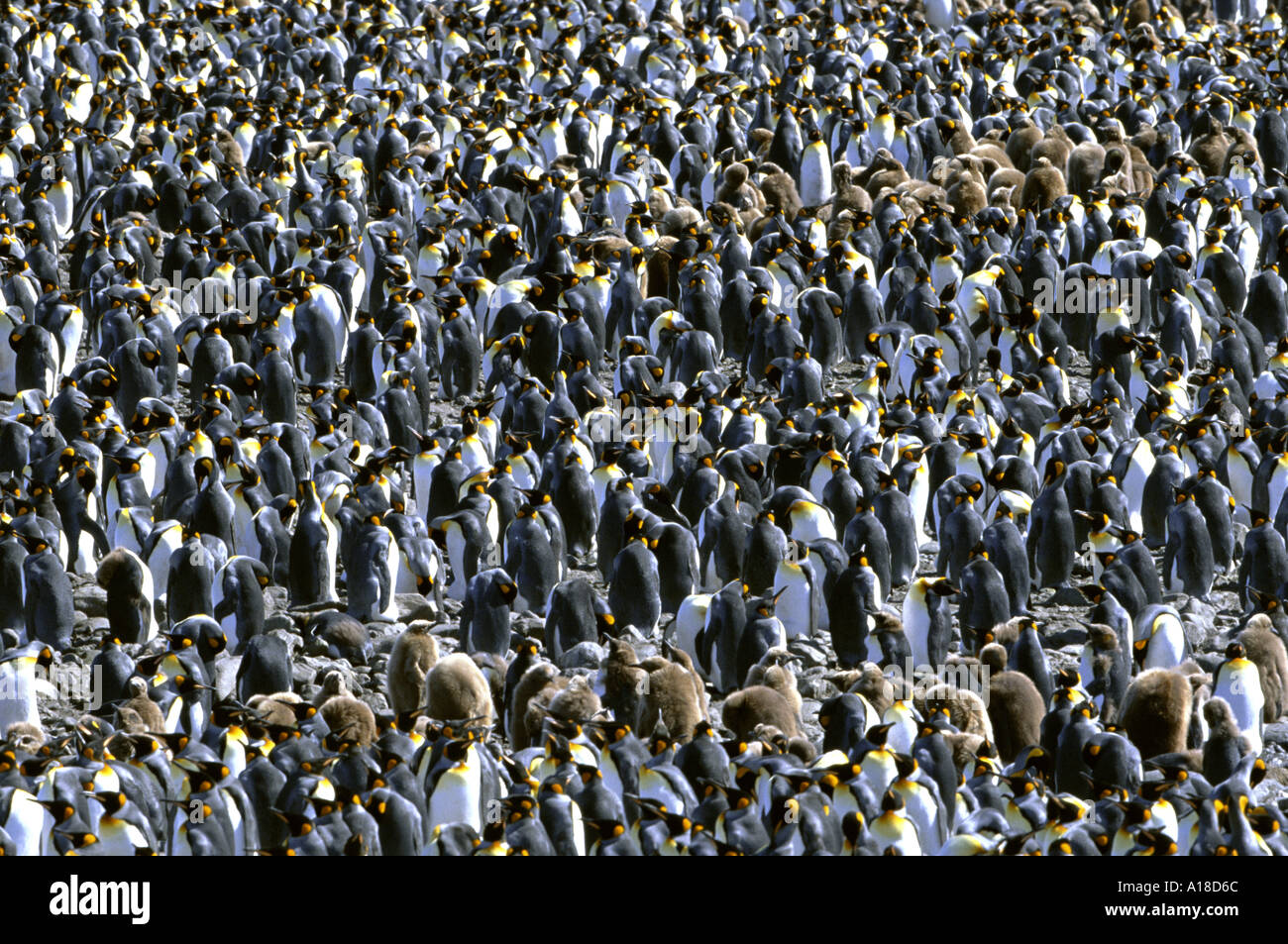 Group of penguins huddled together hi-res stock photography and images ...