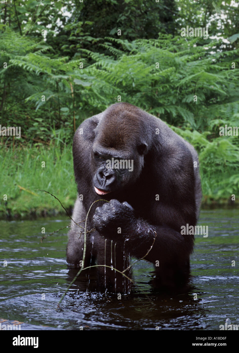 Gorilla High Resolution Stock Photography and Images - Alamy