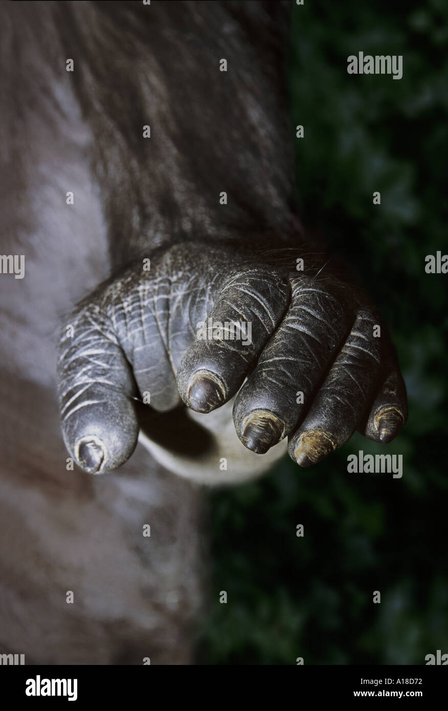 Lowland gorilla's hand Stock Photo - Alamy