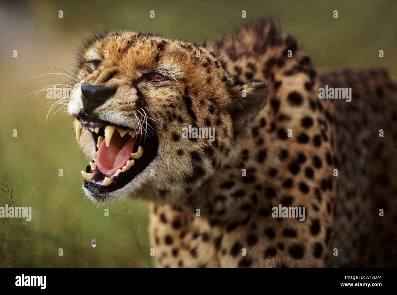Snarling cheetah South Africa Stock Photo - Alamy