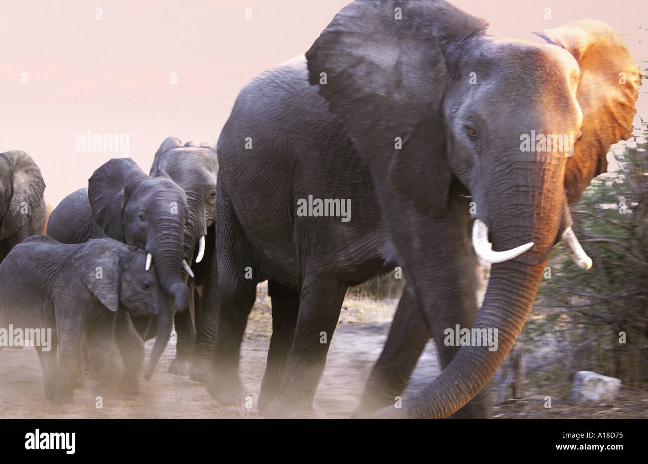 Large community of elephants hi-res stock photography and images - Alamy