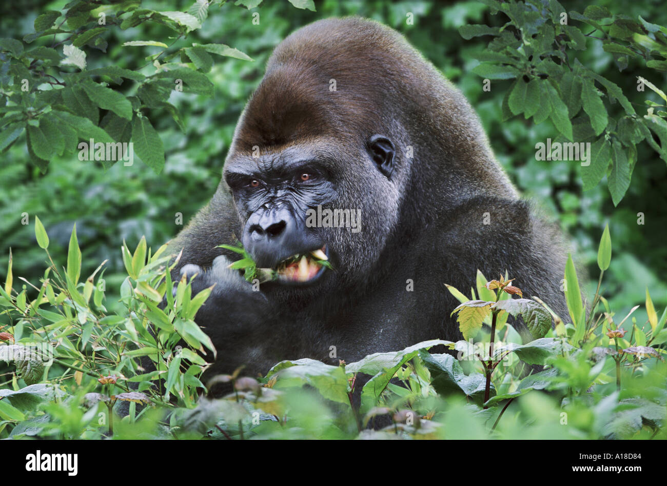 Male silverback lowland gorilla Stock Photo - Alamy