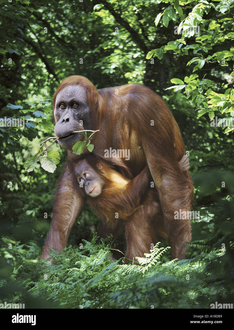 Sumatran orangutan mother and baby Stock Photo - Alamy