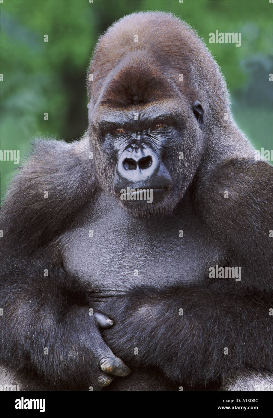 Male silverback lowland gorilla Stock Photo - Alamy