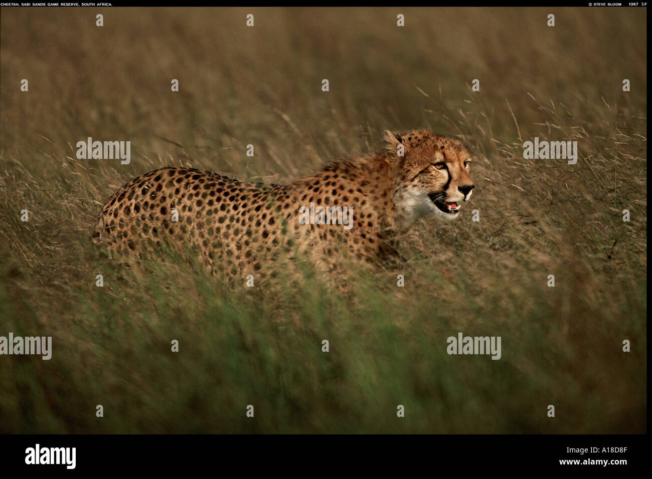 Cheetahs in motion hi-res stock photography and images - Alamy