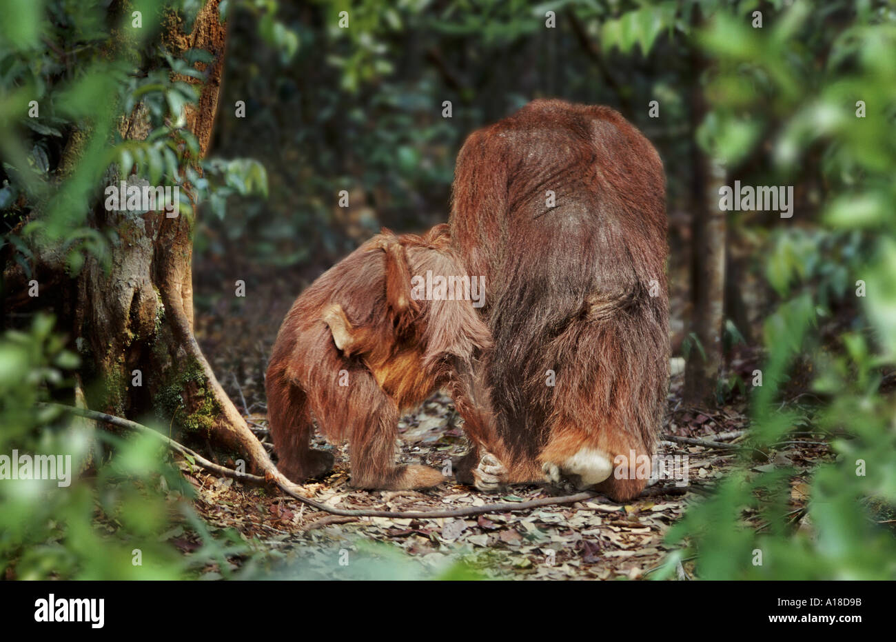 Male orangutan with female and her baby Borneo Stock Photo - Alamy