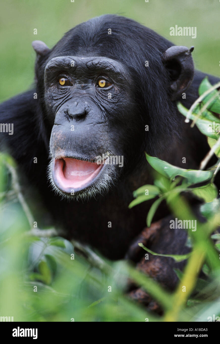 Chimpanzee portraits hi-res stock photography and images - Alamy